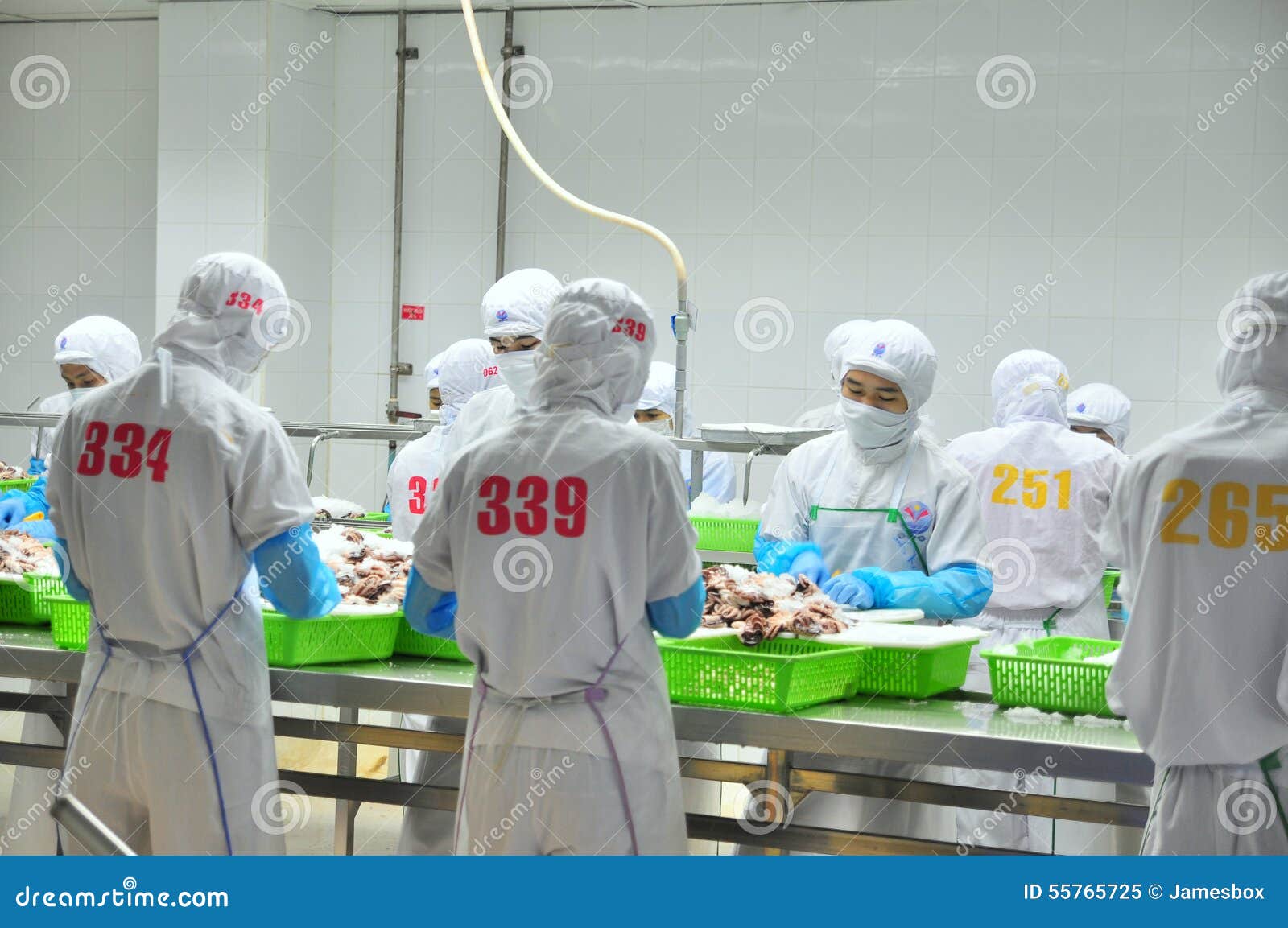 Workers are Classifying Octopus for Exporting in a Seafood Processing ...