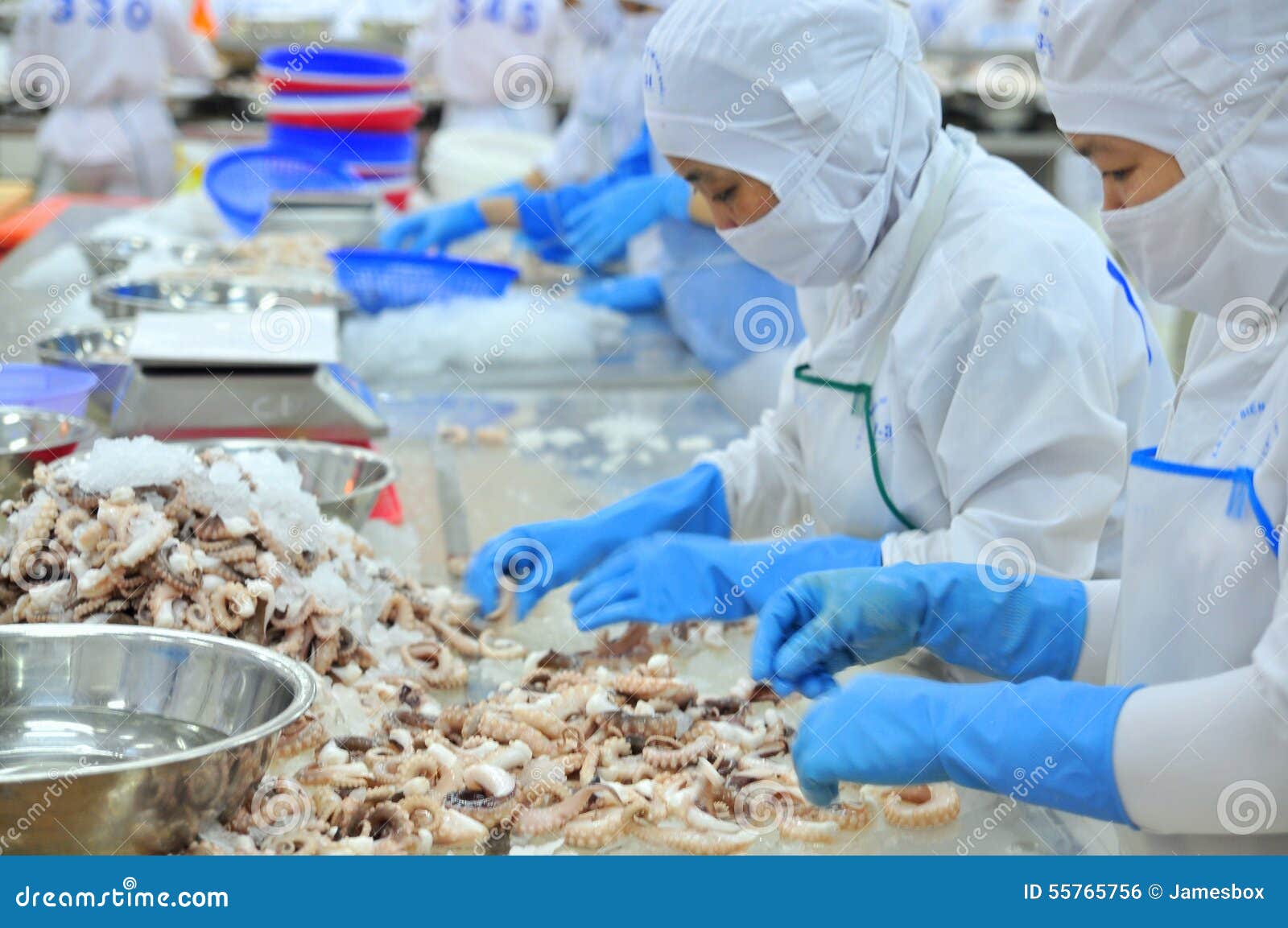 Workers are Classifying Octopus for Exporting in a Seafood Processing ...