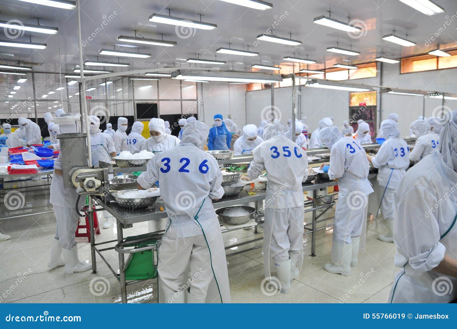 Workers Are Classifying Octopus For Exporting In A Seafood Processing ...