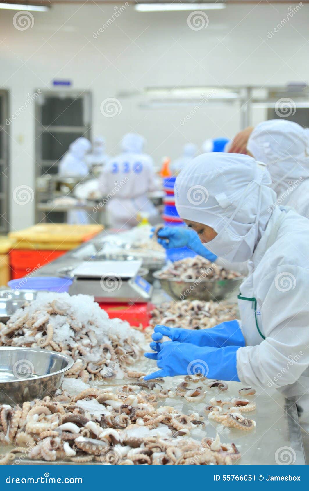 Workers are Classifying Octopus for Exporting in a Seafood Processing ...