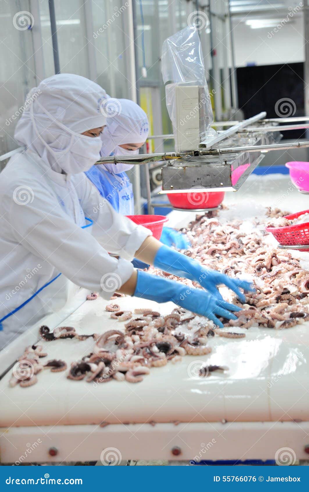 Workers are Classifying Octopus for Exporting in a Seafood Processing ...