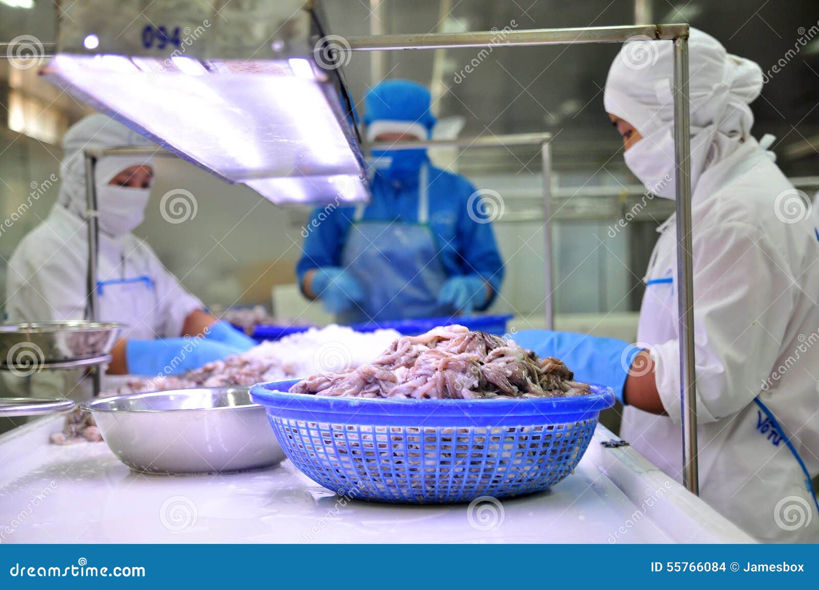 Workers are Classifying Octopus for Exporting in a Seafood Processing ...