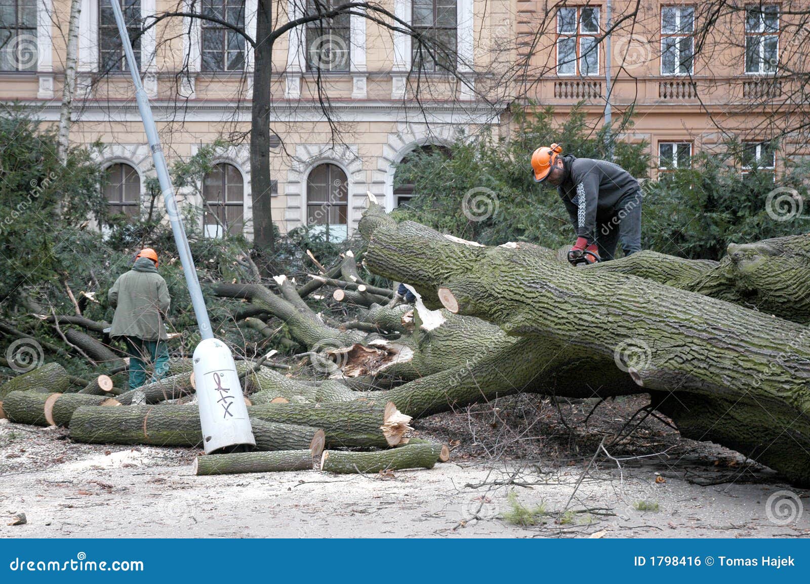 Workers Clean the Fallen Tree Editorial Photo - Image of muddy ...