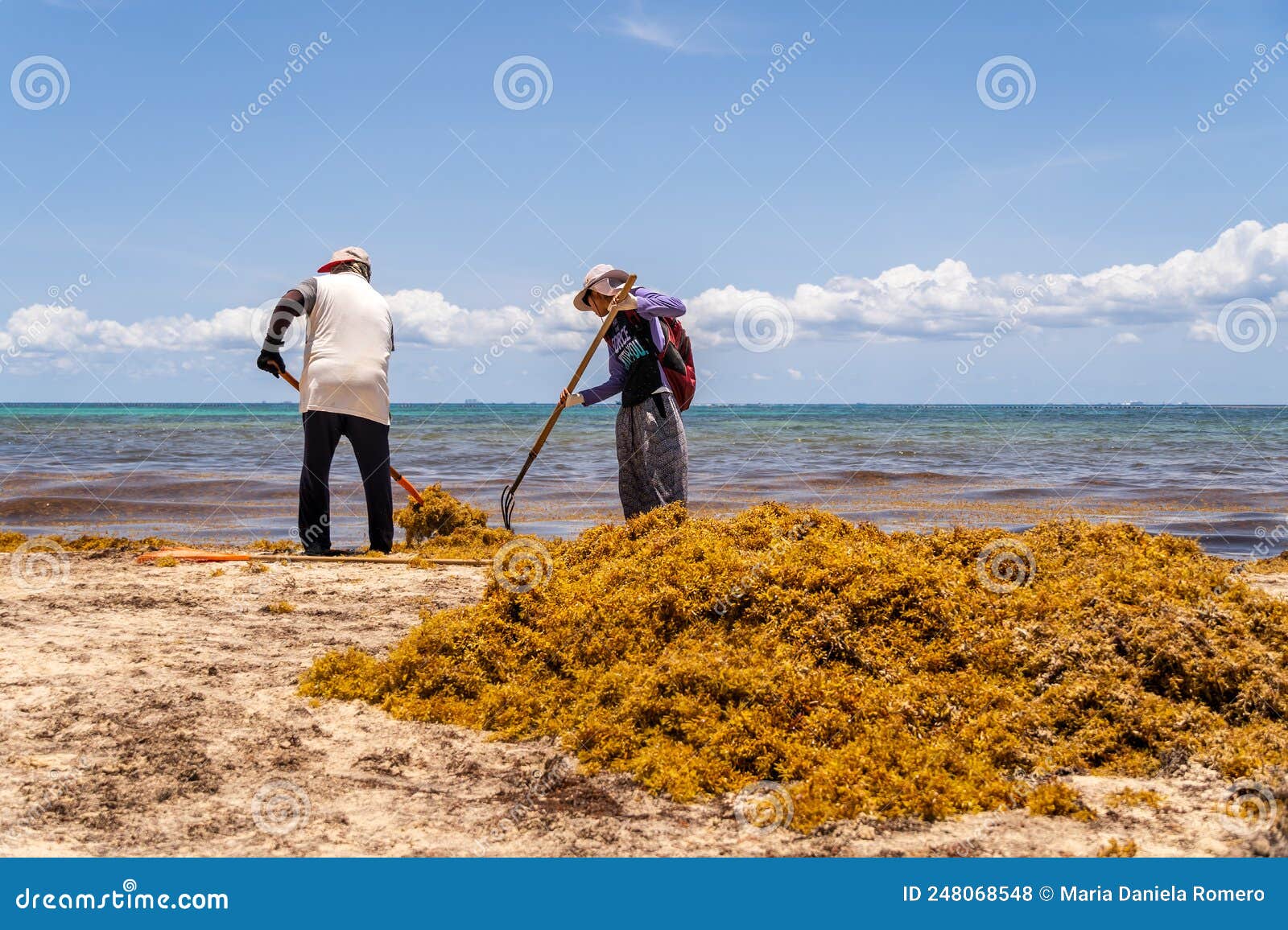 Workers Cleaning Sargassum Algae on Tropical Shore Editorial Stock ...