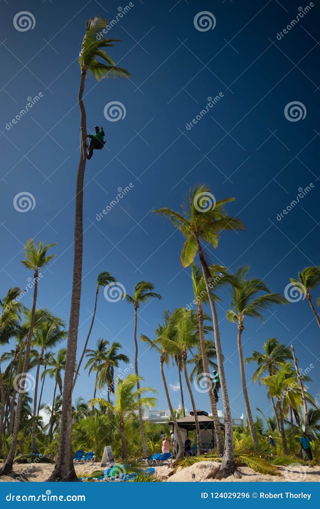 Workers Climbing High Up a Palm Tree Editorial Photo - Image of coconut ...
