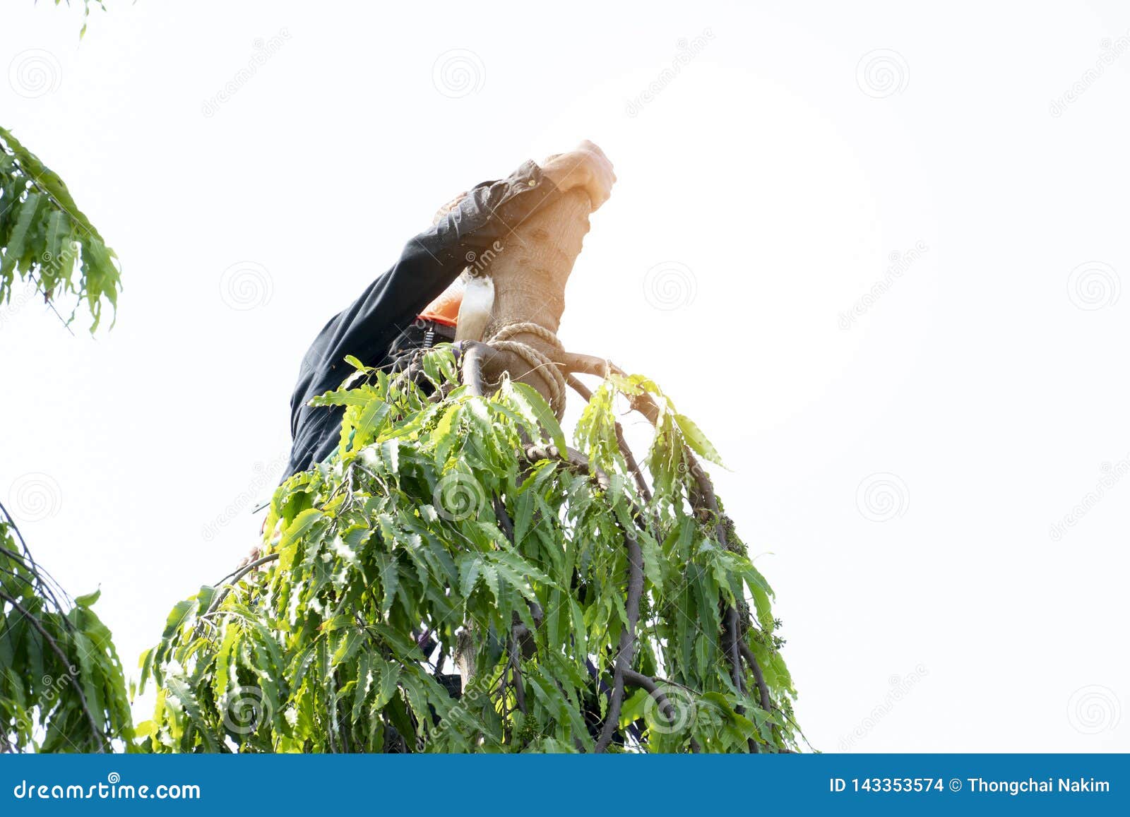 Workers climbing trees stock photo. Image of lumberjack - 143353574