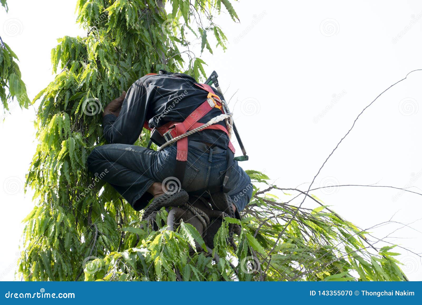 Workers climbing trees stock photo. Image of pine, male - 143355070