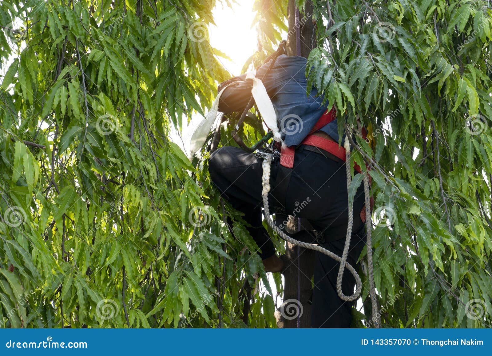 Man Workers climbing trees stock photo. Image of lumberjack - 143357070