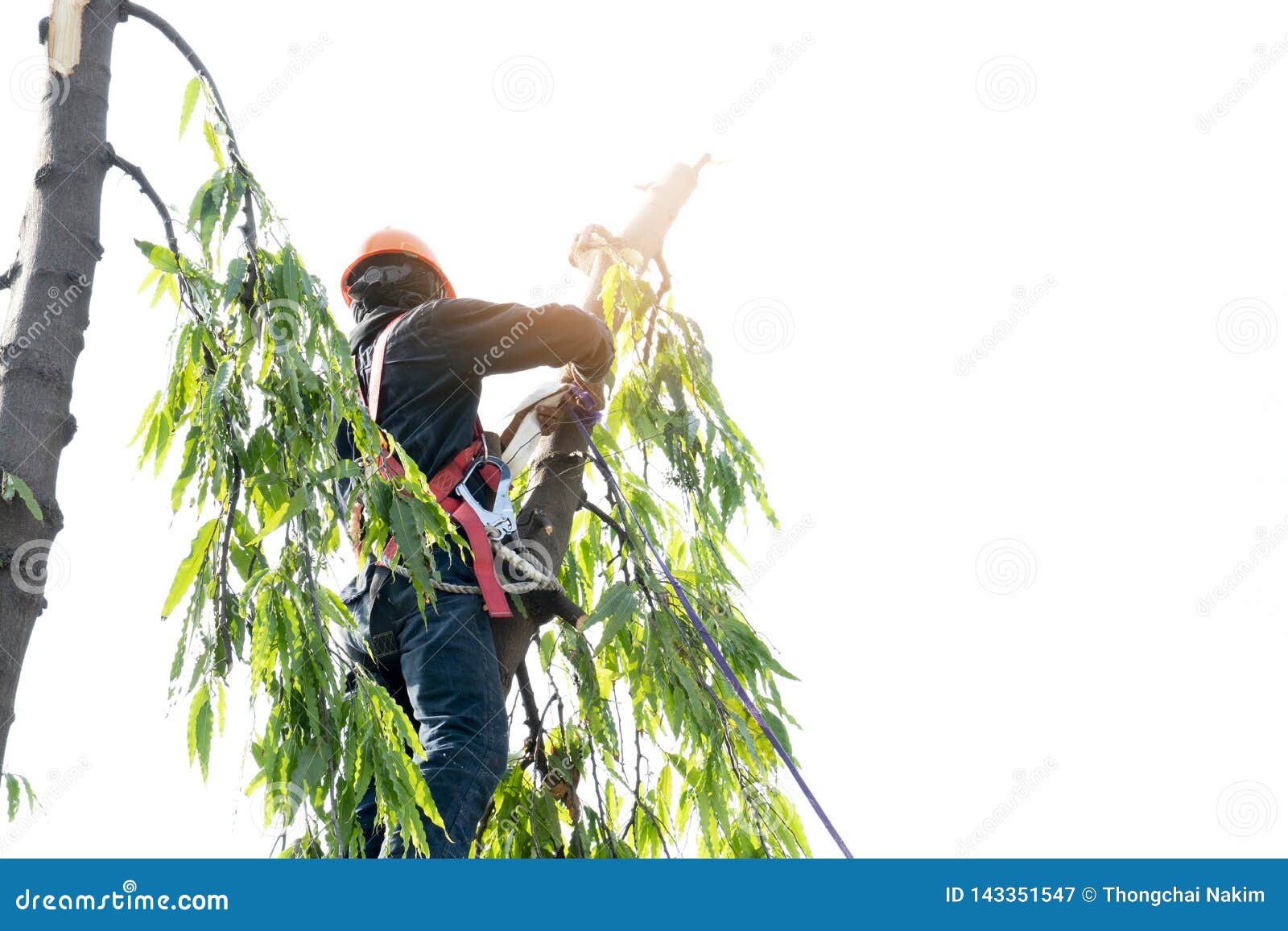 Workers climbing trees stock image. Image of male, caucasian - 143351547