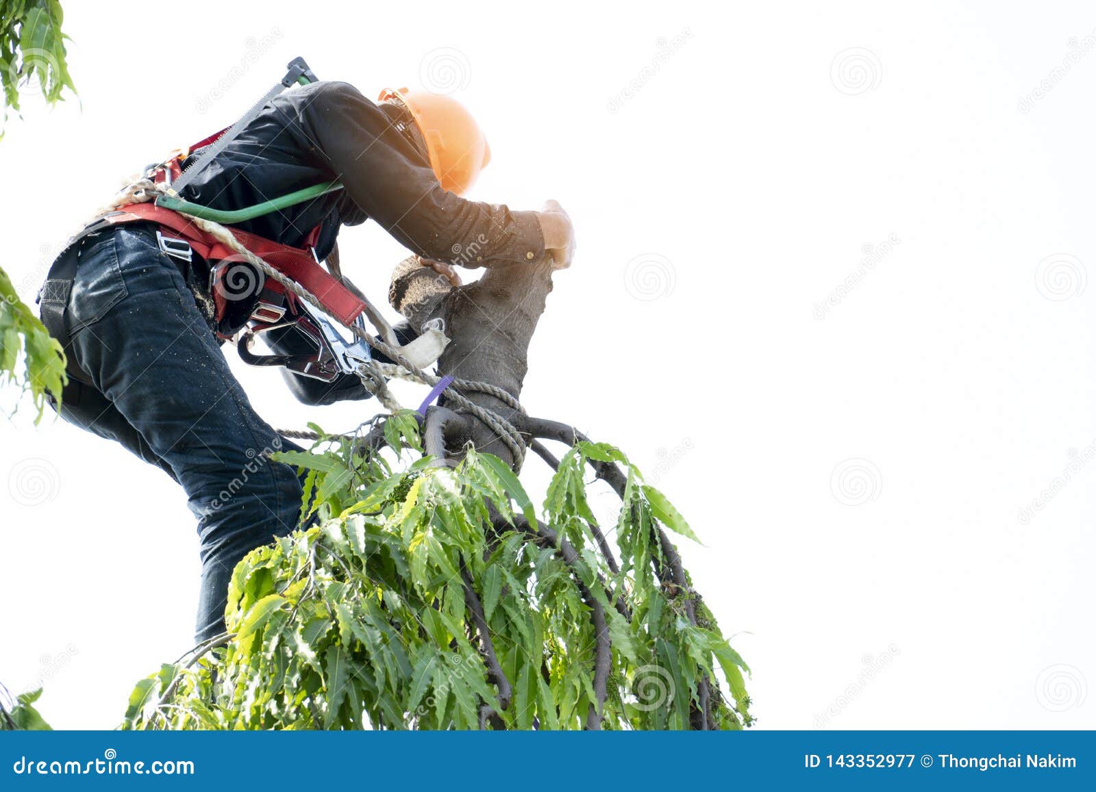 Workers climbing trees stock image. Image of full, person - 143352977
