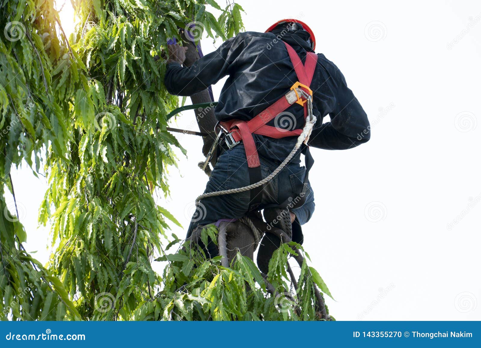 Workers climbing trees stock photo. Image of equipment - 143355270