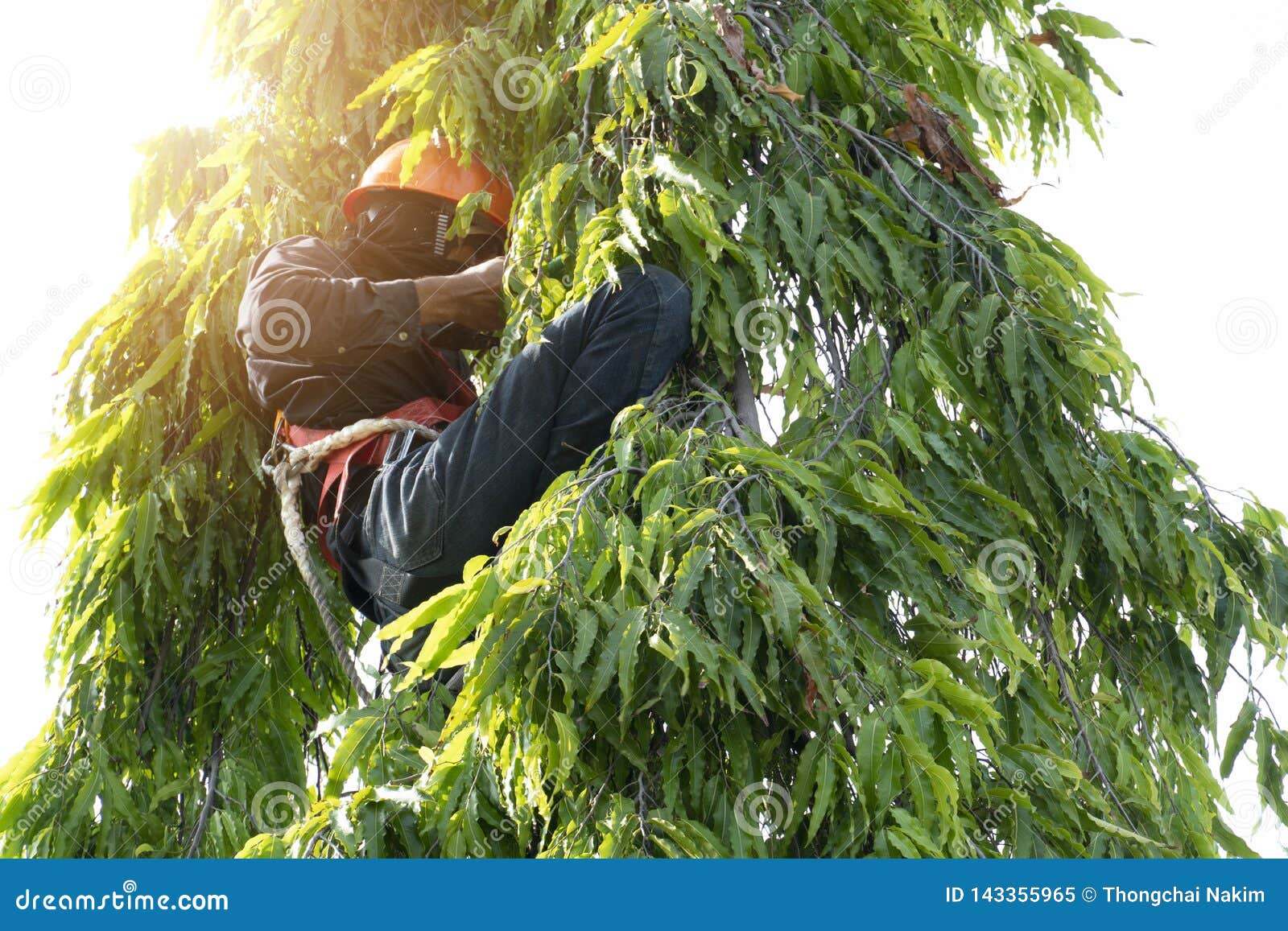 Workers climbing trees stock image. Image of green, outdoors - 143355965