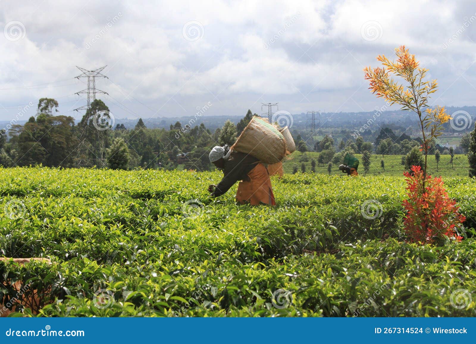 Workers Collecting Tea Leaves on a Tea Plantation. Stock Photo - Image ...