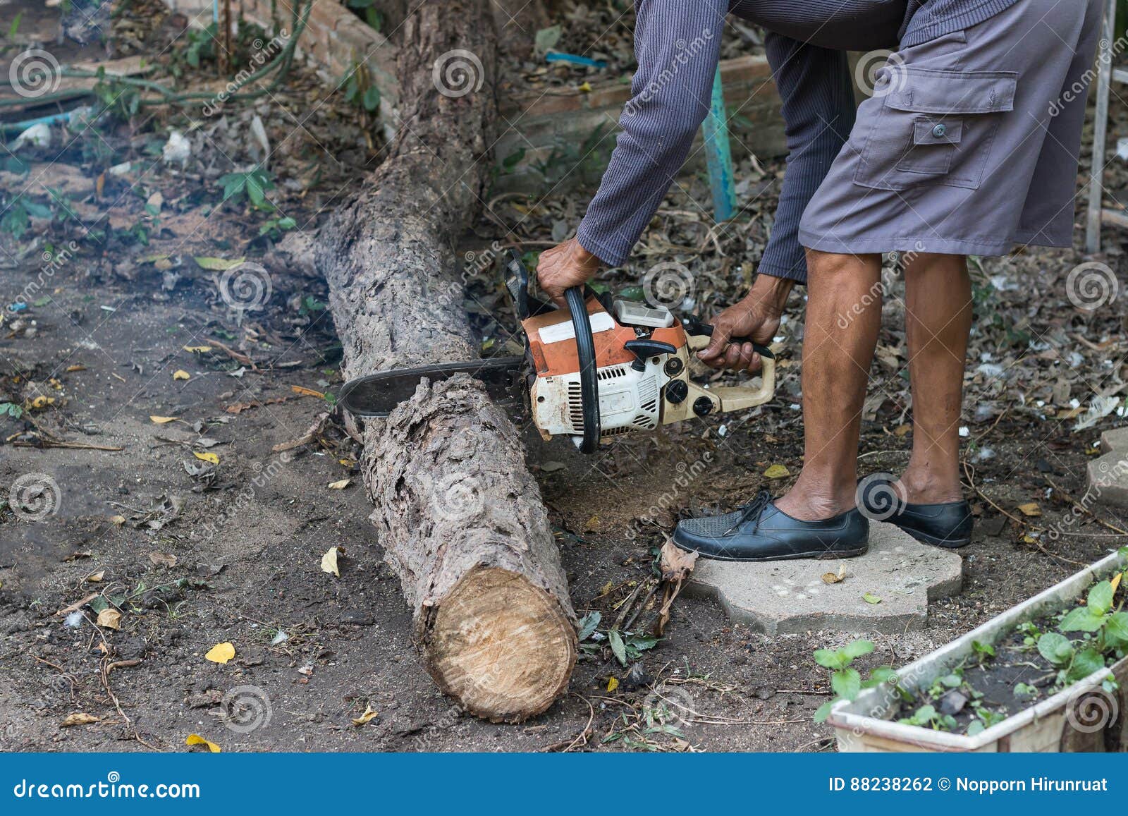 Workers Cut the Big Tree by Chain Saw Stock Photo - Image of outdoor ...