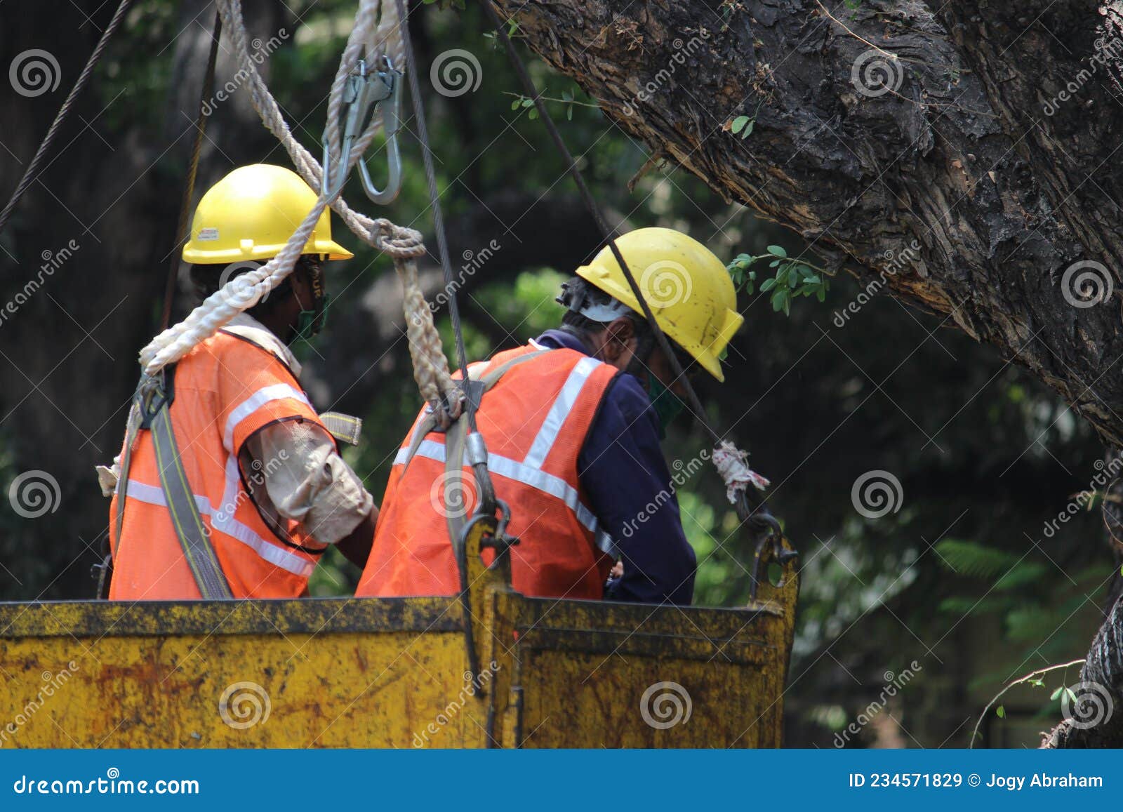 Workers Cutting the Branches of a Tree As Part of Pruning Work. this is ...