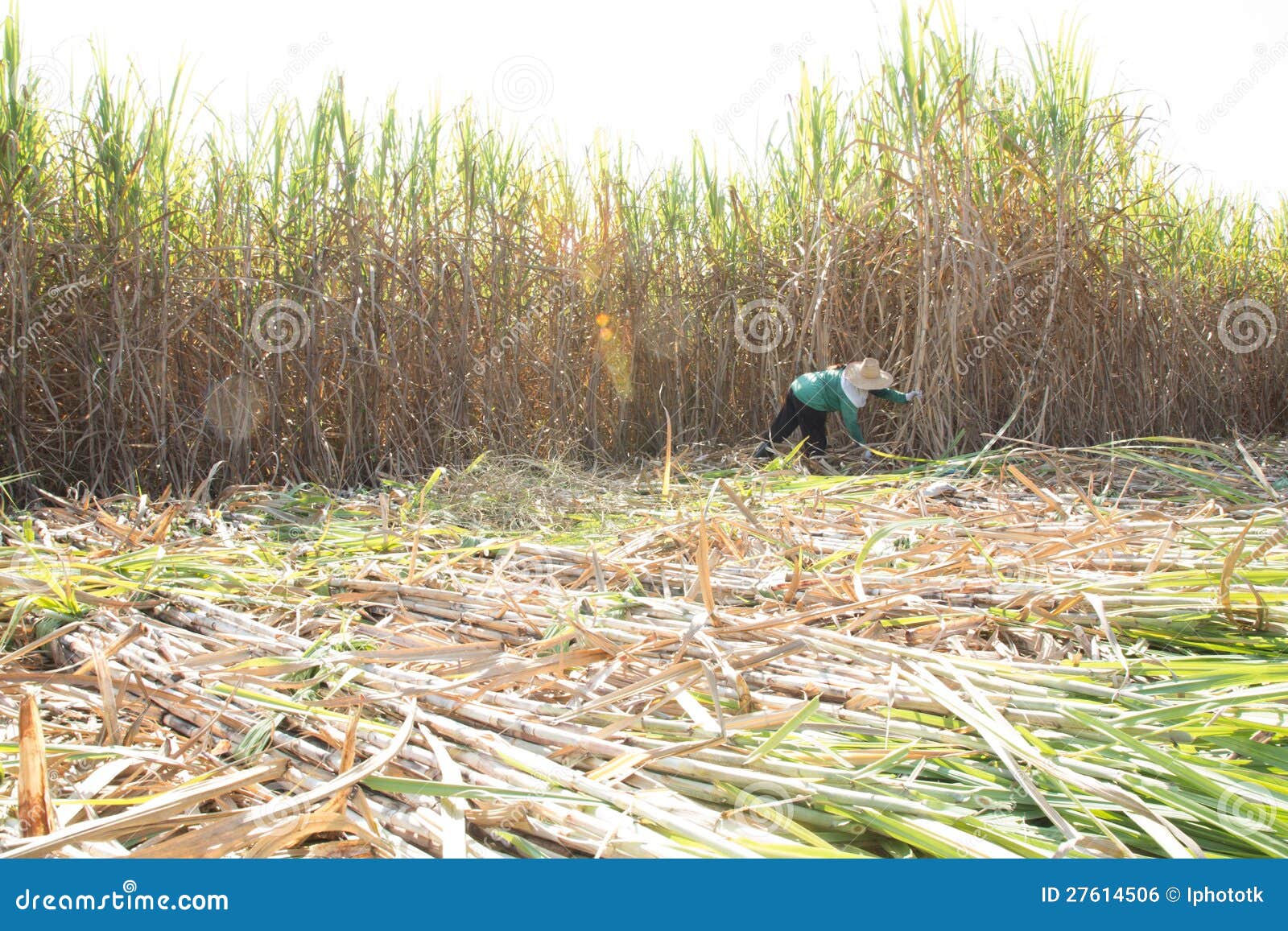 Workers Cutting Cane on Sugarcane Fields Stock Photo - Image of harvest ...