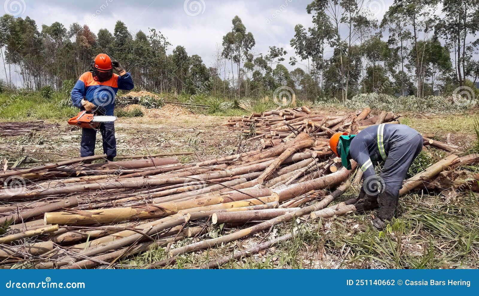 . Workers Cutting Trees with an Eletric Saw Stock Photo - Image of ...