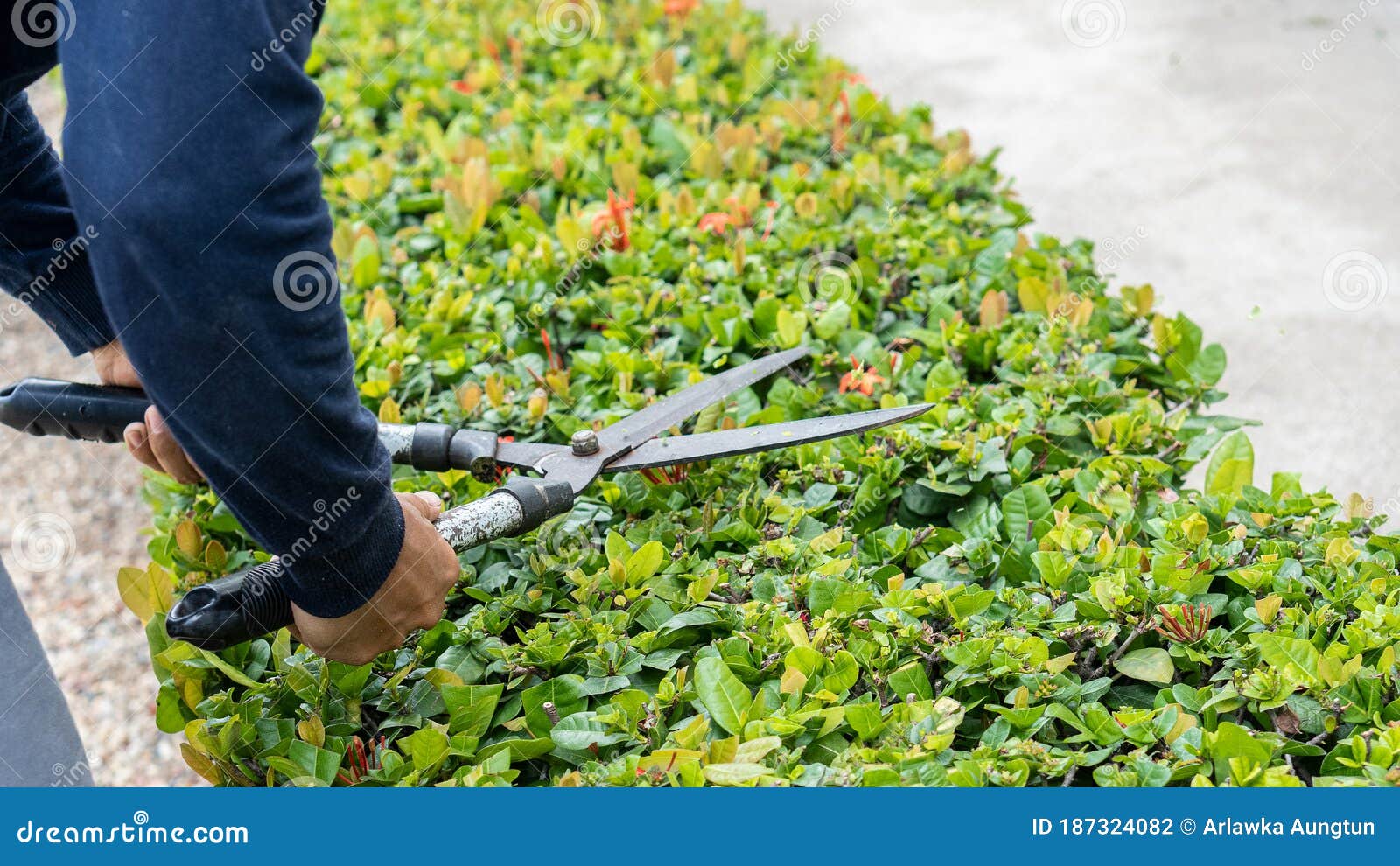 Workers Cutting Trees with Scissors in the Hotel Stock Photo - Image of ...