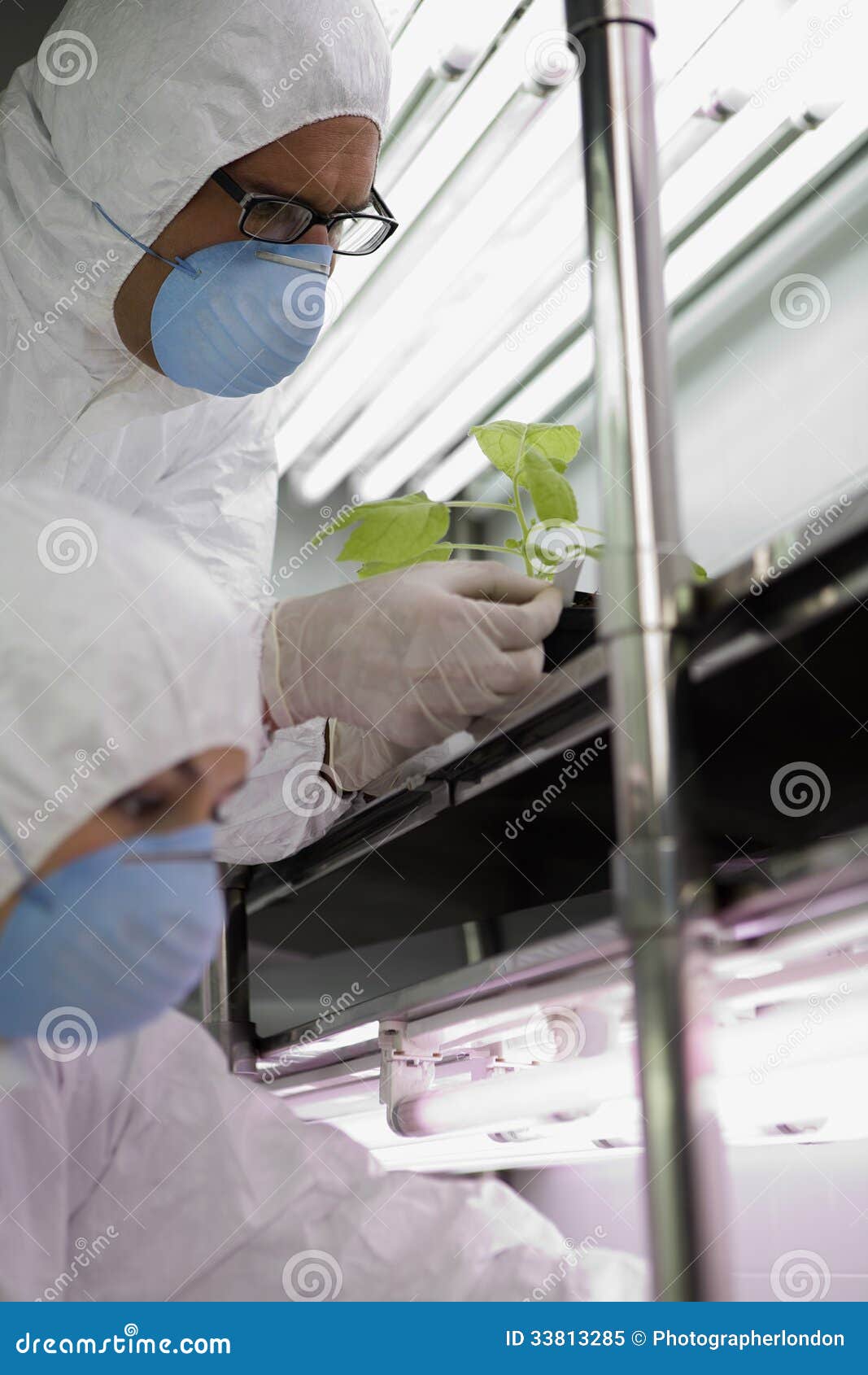 Workers Examining Plant in Lab Stock Image - Image of biology, coworker ...