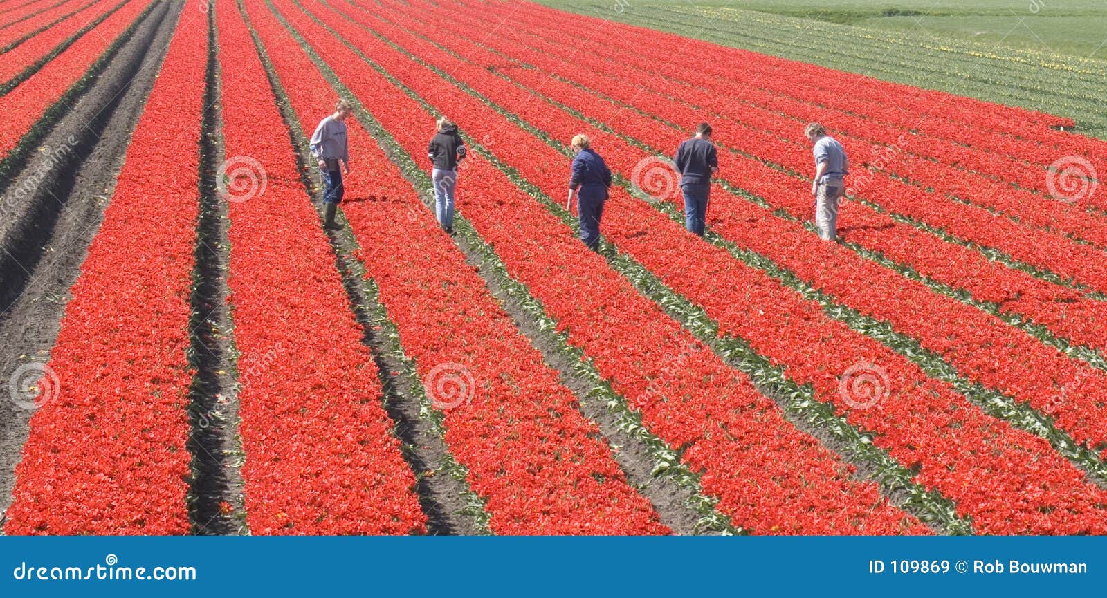 Workers in the field stock image. Image of soil, seed, nature - 109869