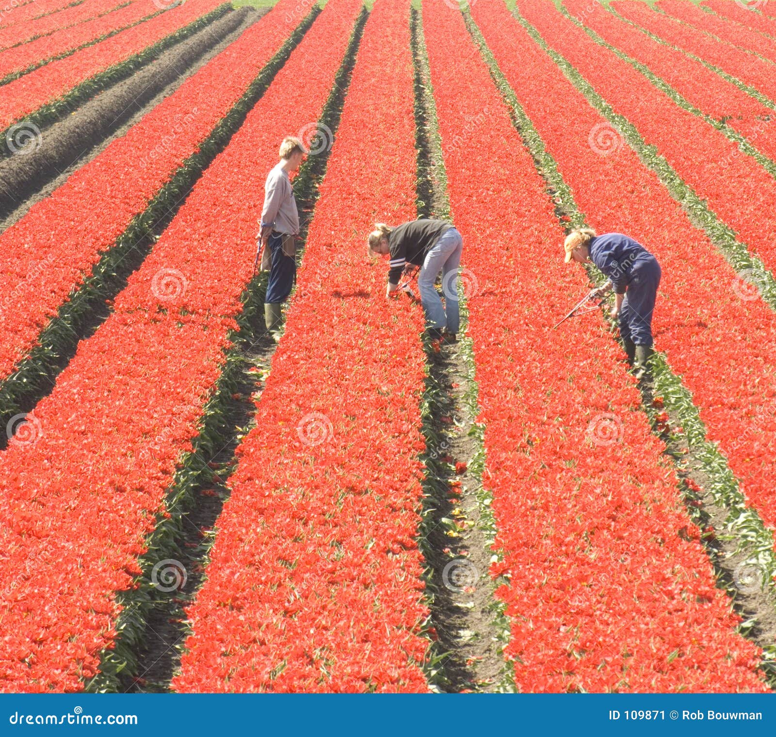 Workers in the field stock image. Image of nature, plowing - 109871