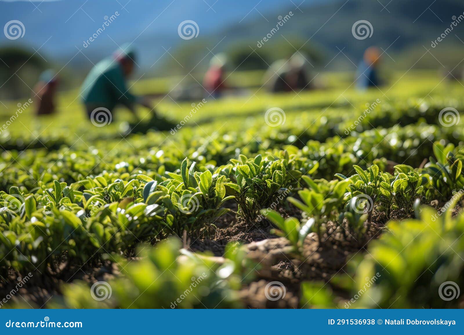 .workers Gathering Ceylon Tea on Green Plantation Stock Photo - Image ...