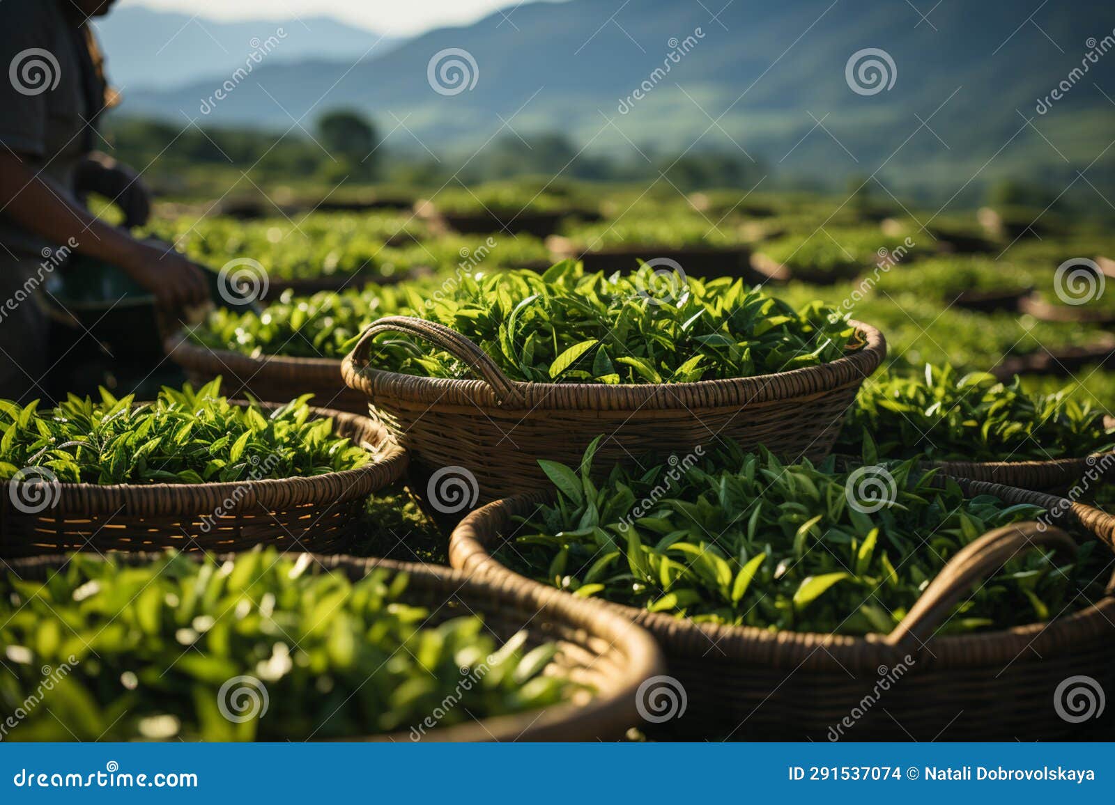 .workers Gathering Ceylon Tea on Green Plantation Stock Photo - Image ...
