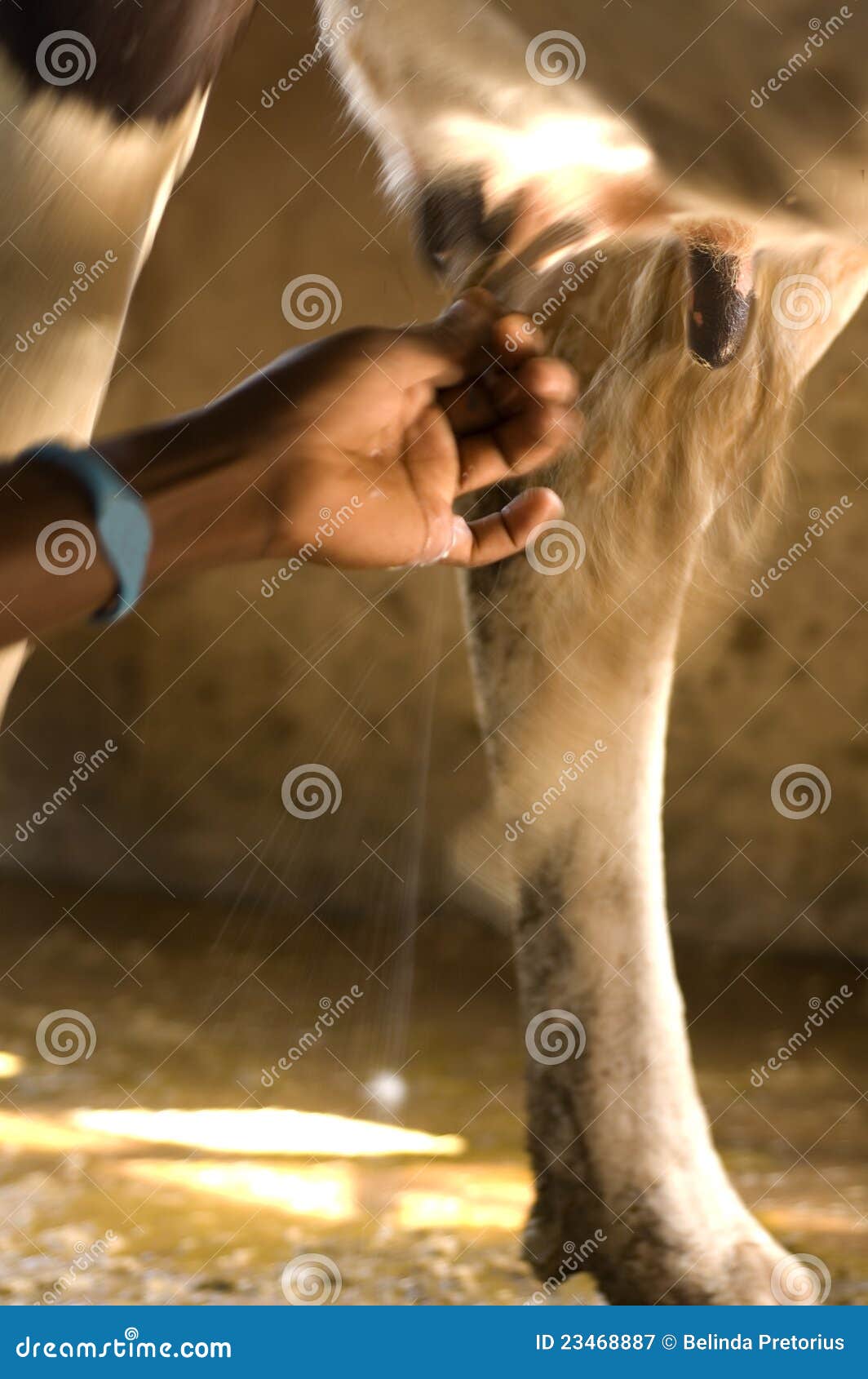 Workers hand milking a cow stock image. Image of farming - 23468887
