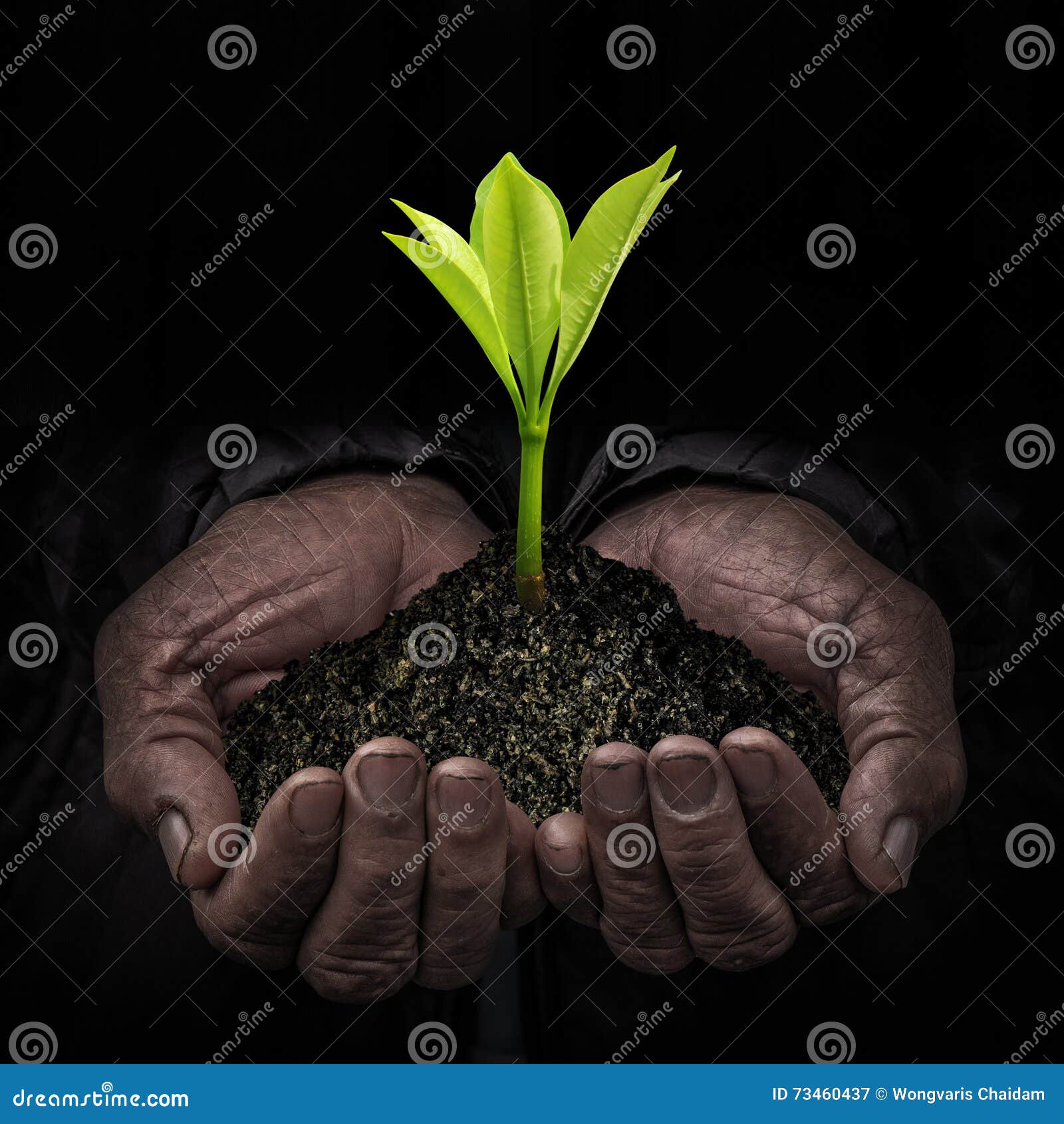 Workers Hand with Seedlings Stock Image - Image of workers, hand: 73460437