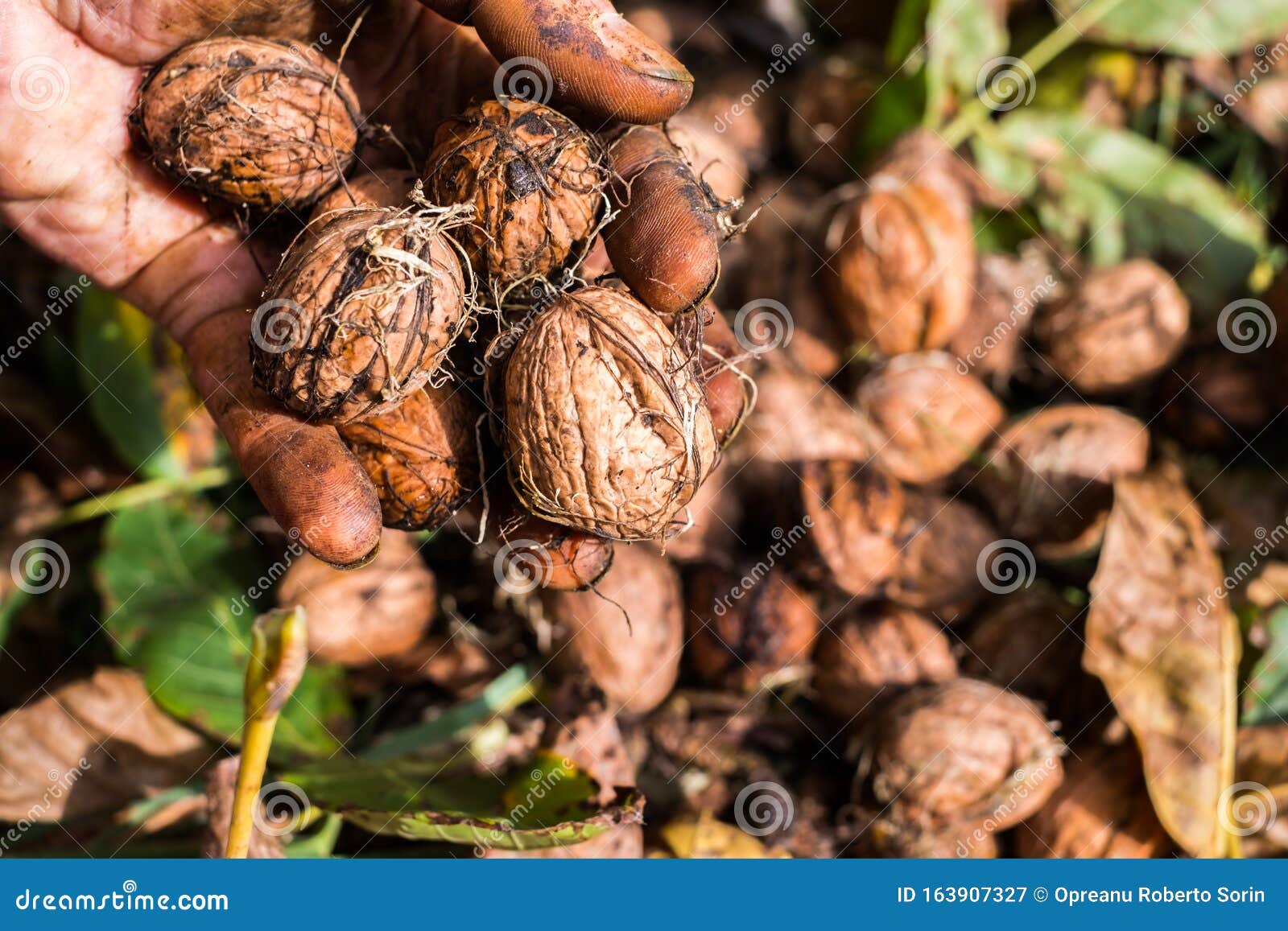 Workers Hands Picking Nuts, Colored by the Peel Stock Image - Image of ...