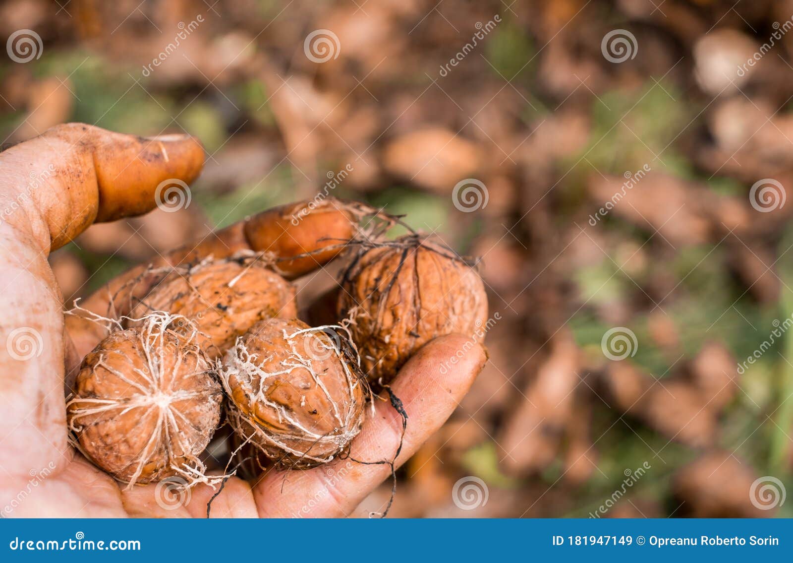Workers Hands Picking Nuts, Colored by the Peel Stock Image - Image of ...
