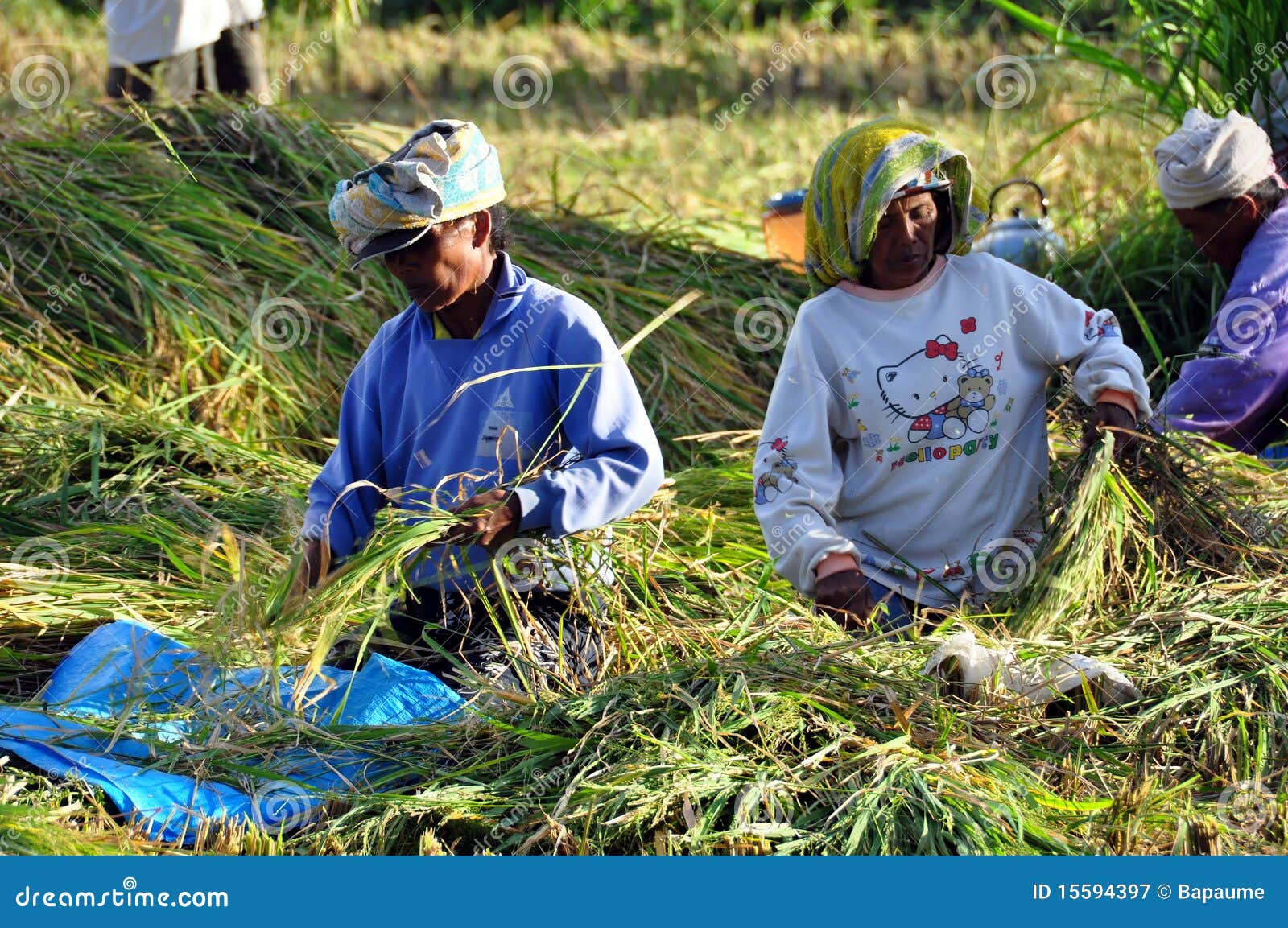 Workers in harvest rice editorial photography. Image of separating ...