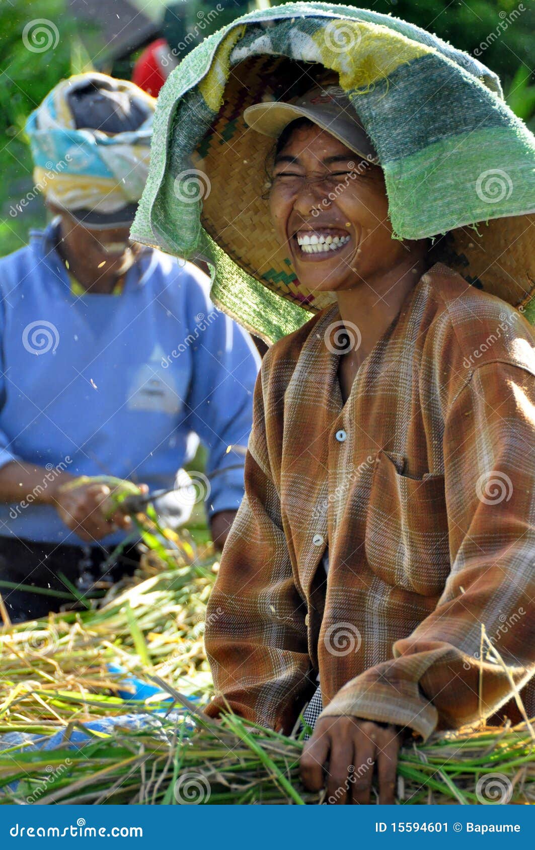 Workers in harvest rice editorial photo. Image of asia - 15594601