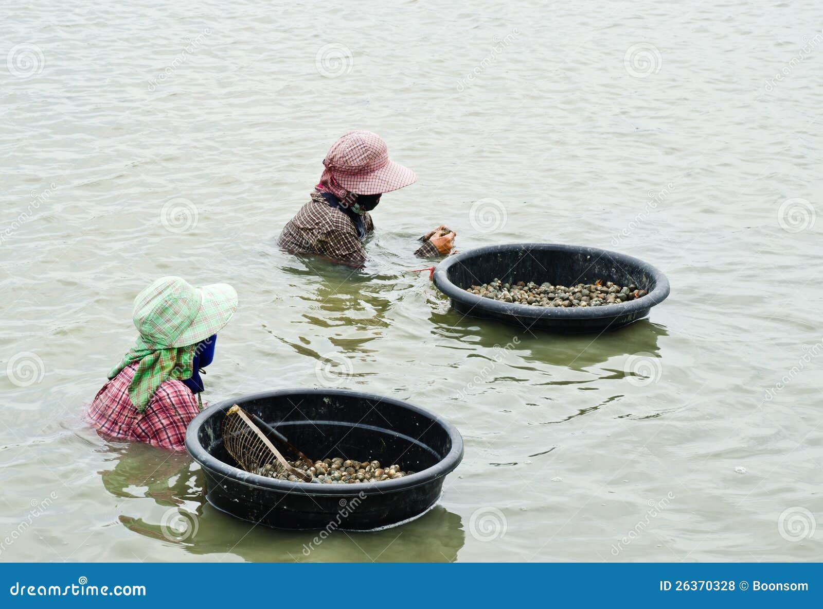 Workers harvesting cockles stock photo. Image of mariculture - 26370328