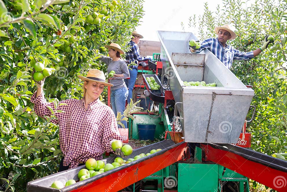 Workers Harvesting Ripe Apples Using Sorting Machine Stock Image ... Workers Harvesting Ripe Apples Using Sorting Machine Stock Image ...