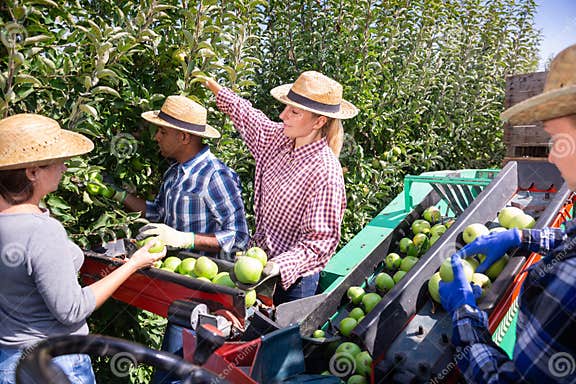 Workers Harvesting Ripe Apples Using Sorting Machine Stock Image ... Workers Harvesting Ripe Apples Using Sorting Machine Stock Image ...