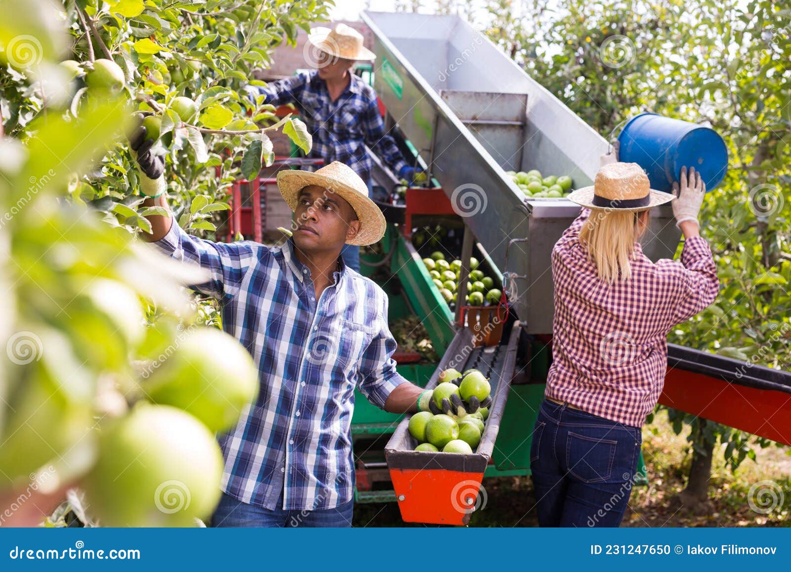 Workers Harvesting Ripe Apples Using Sorting Machine Stock Photo ... Workers Harvesting Ripe Apples Using Sorting Machine Stock Photo ...