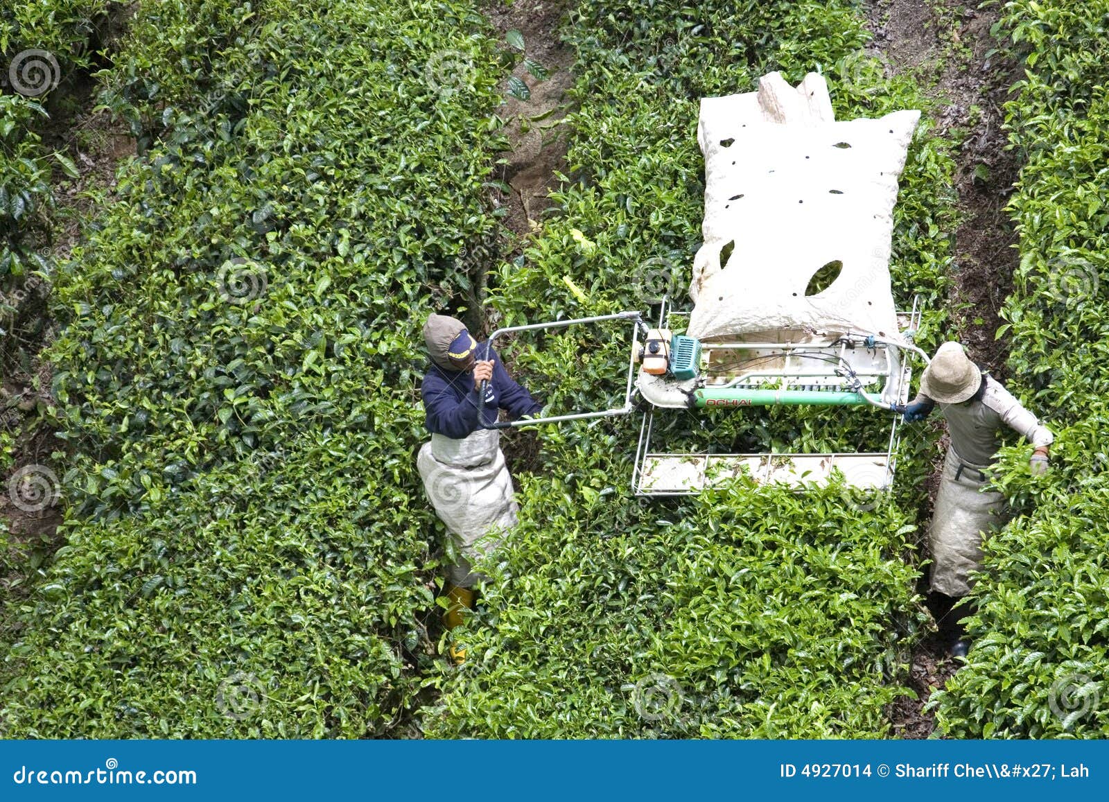 Workers Harvesting Tea Leaves Editorial Stock Image - Image of planting ...