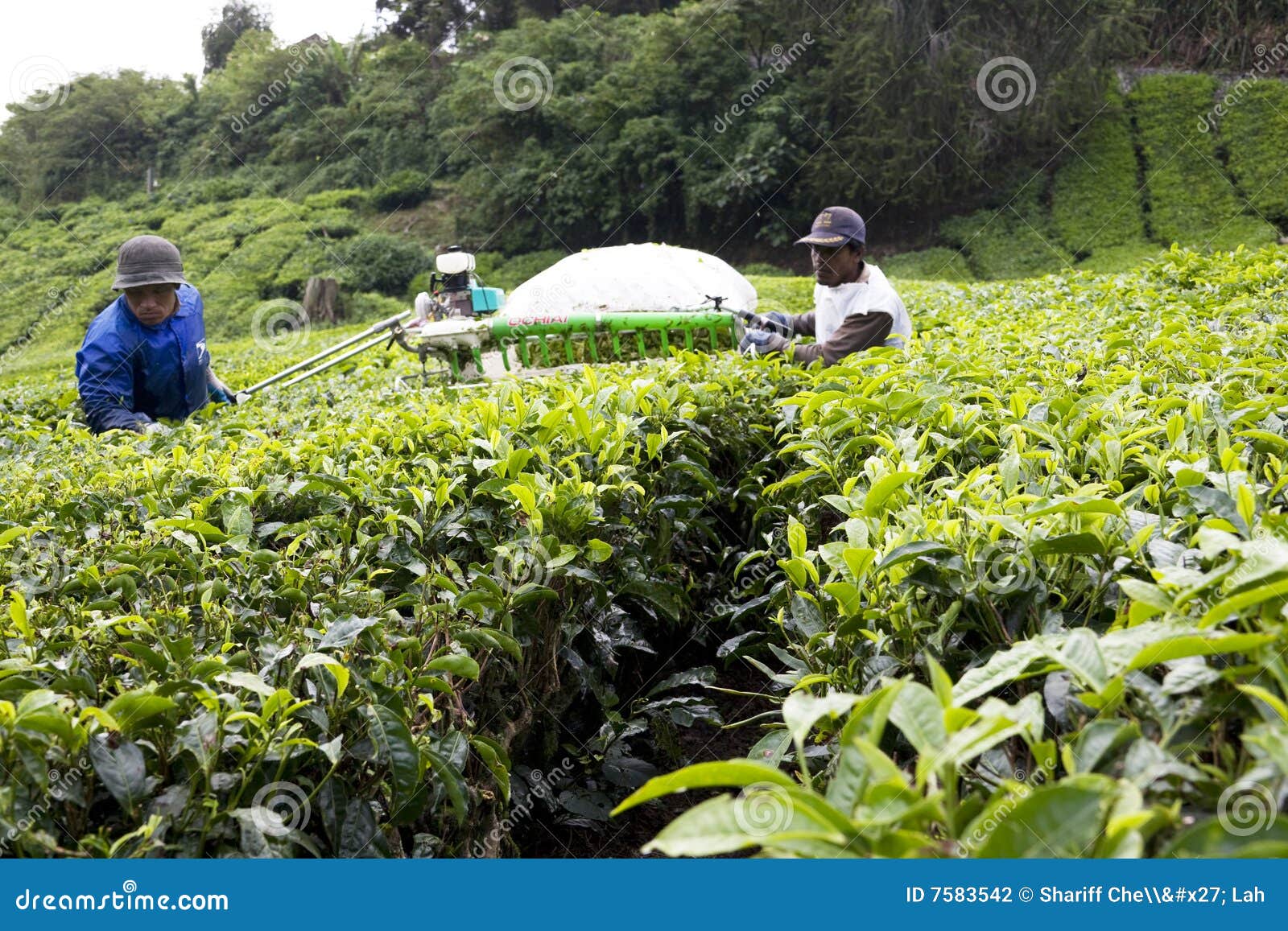 Workers Harvesting Tea Leaves Editorial Photography - Image of green ...