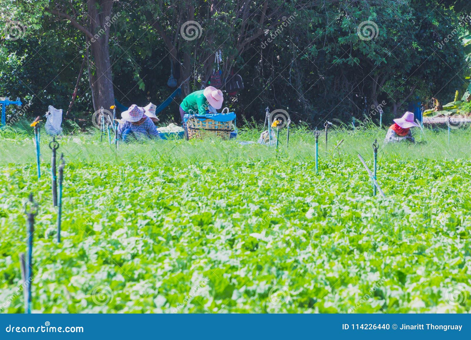 Workers are Helping To Pick Up Vegetables Editorial Image - Image of ...