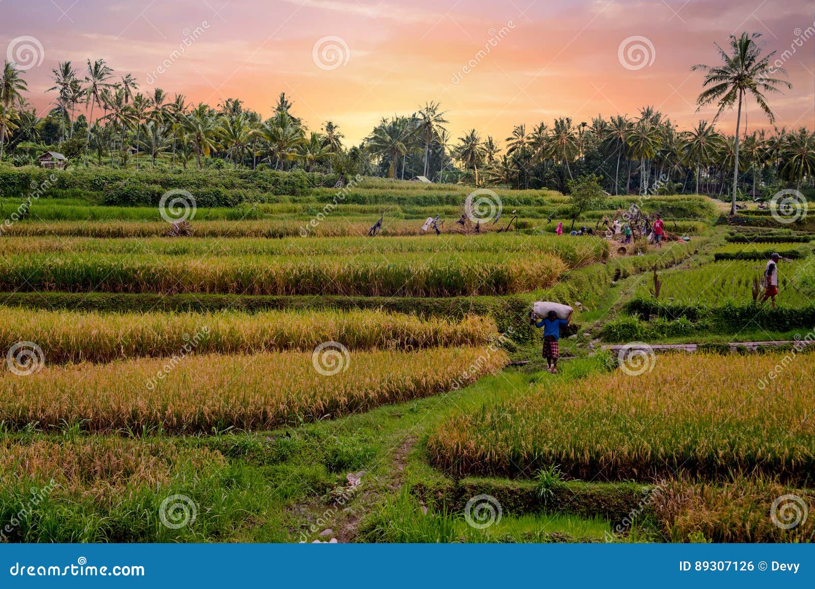Workers on the Land Planting Rice in the Fields of Java Indonesia ...