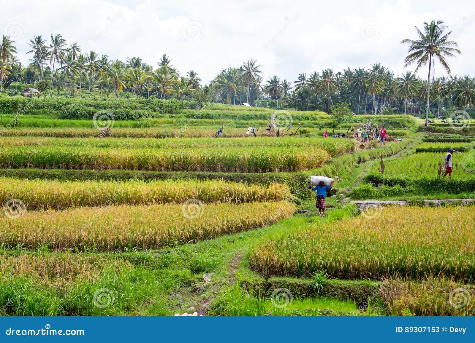 Workers on the Land Planting Rice in the Fields of Java Indonesia ...
