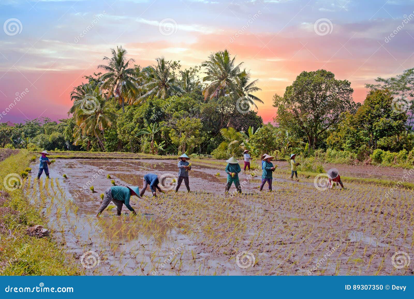 Workers on the Land Planting Rice in the Fields of Java Indonesia ...