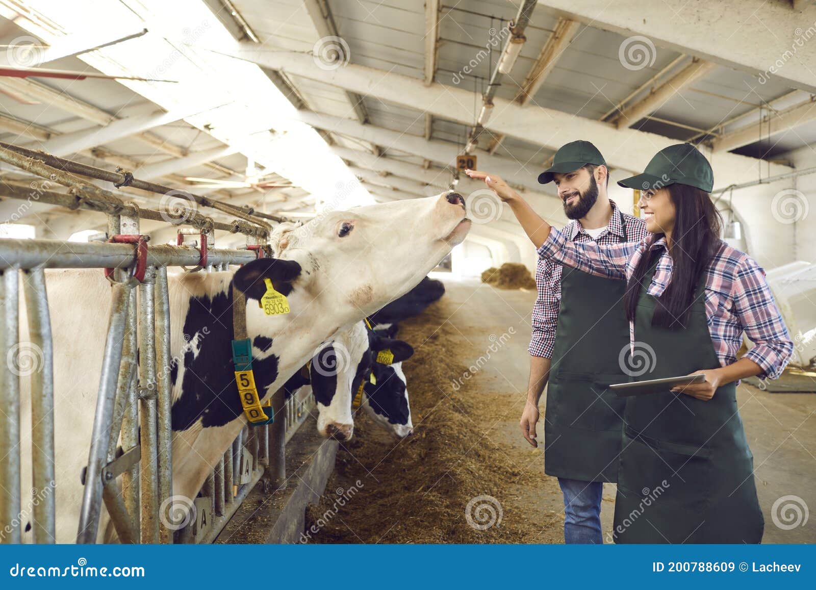 Workers Looking after Cows on Dairy Farm and Using Tablet To Record ...