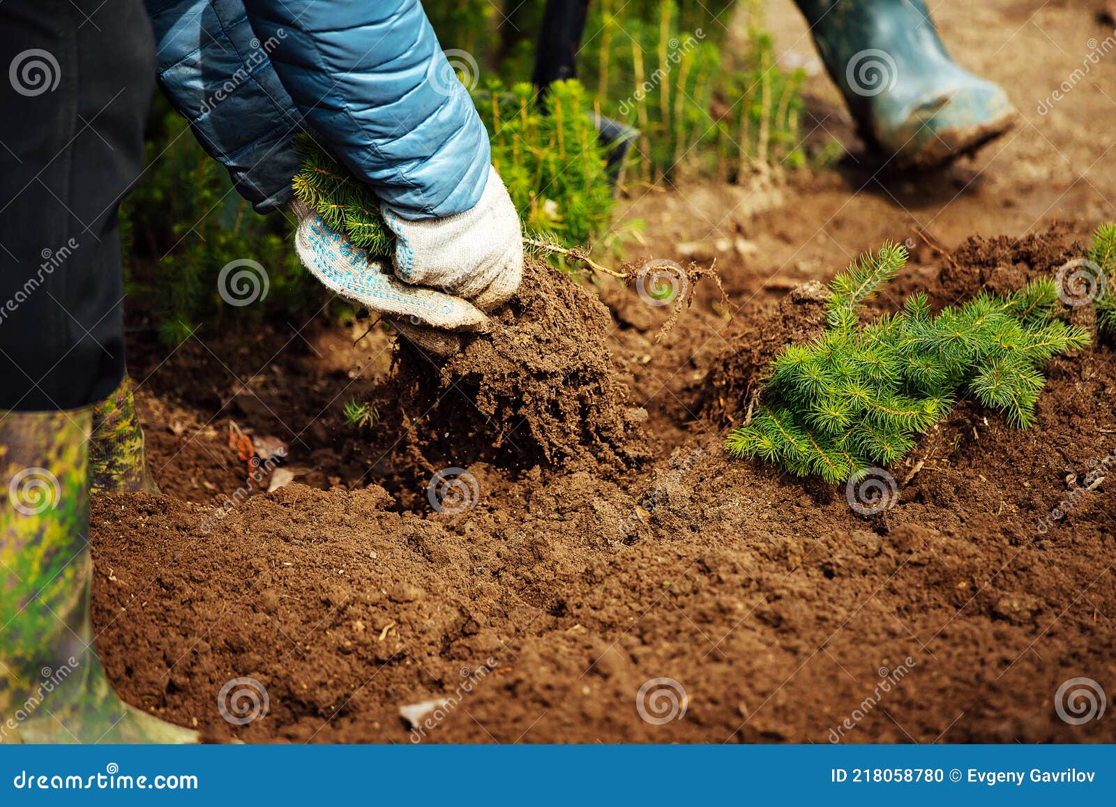 Workers Manually Plant Seedlings in the Ground Stock Photo - Image of ...