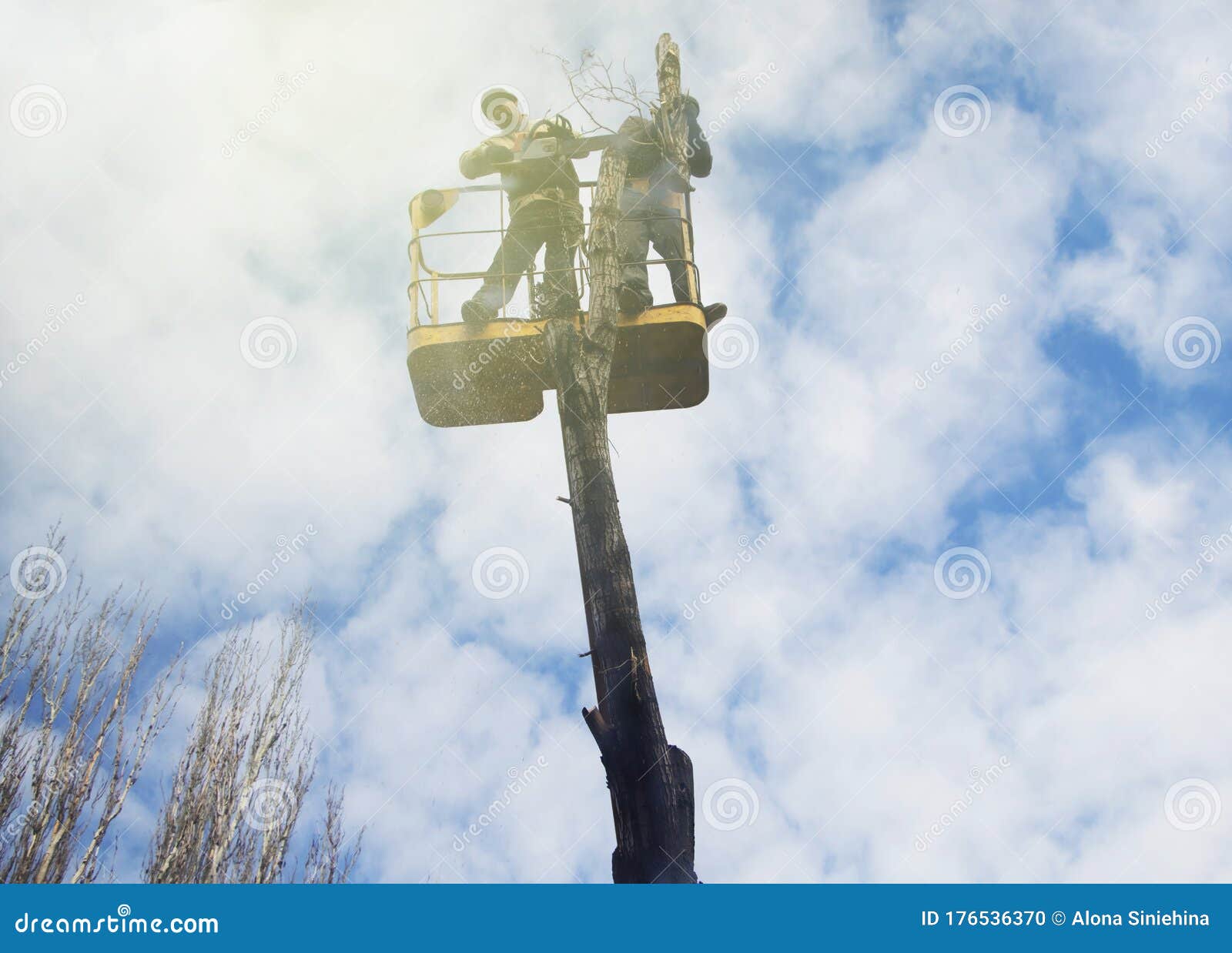 Workers on a Mobile Mechanical Car Lift Cut Trees. Annual Planned ...