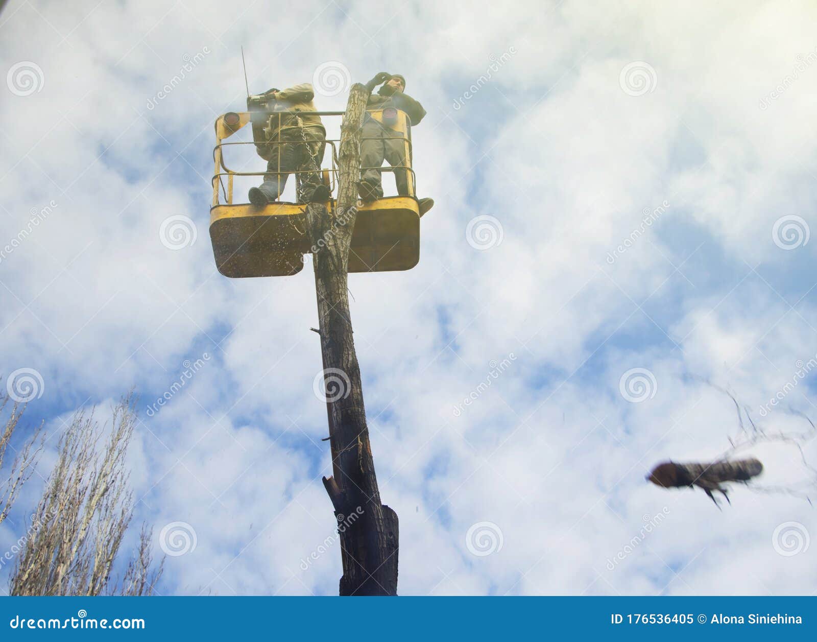 Workers On A Mobile Mechanical Car Lift Cut Trees. Annual Planned ...