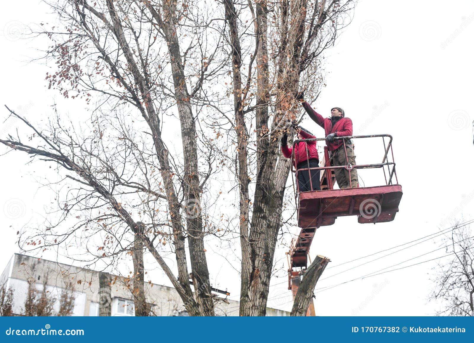 Workers in the Municipal Utilities Cut Tree Branches. Trimming Tree ...