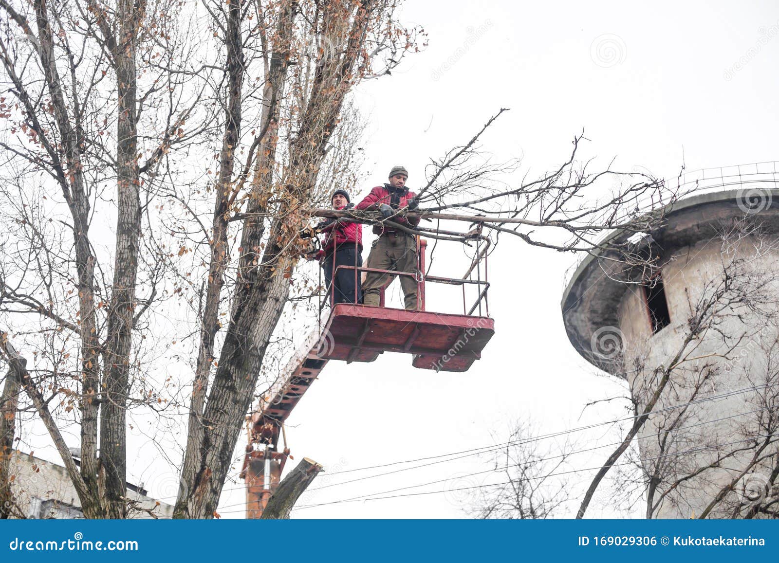 Workers in the Municipal Utilities Cut Tree Branches. Trimming Tree ...