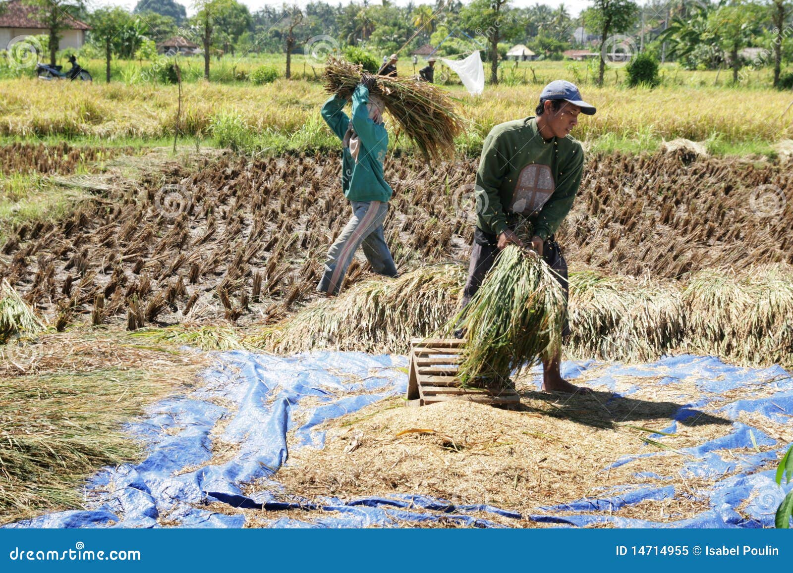 Workers in paddy field editorial image. Image of asia - 14714955
